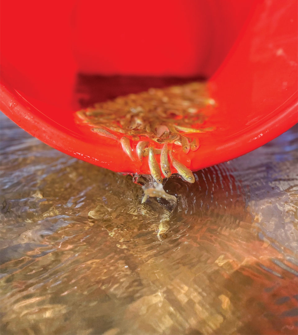 Murray Cod - Species Guide